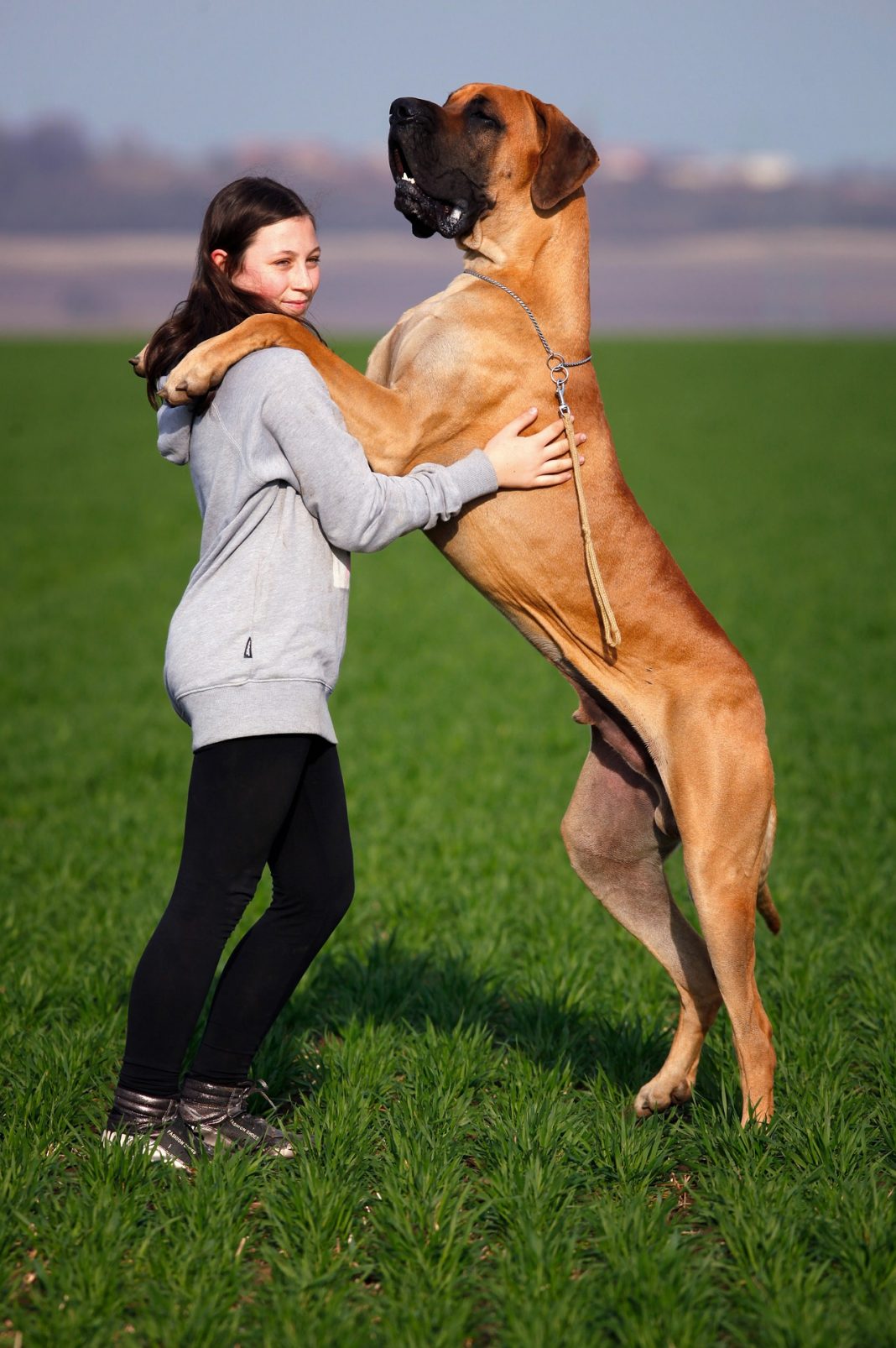 Why Do Great Danes Have A Short Life Span? - Dog Fiesta Online
