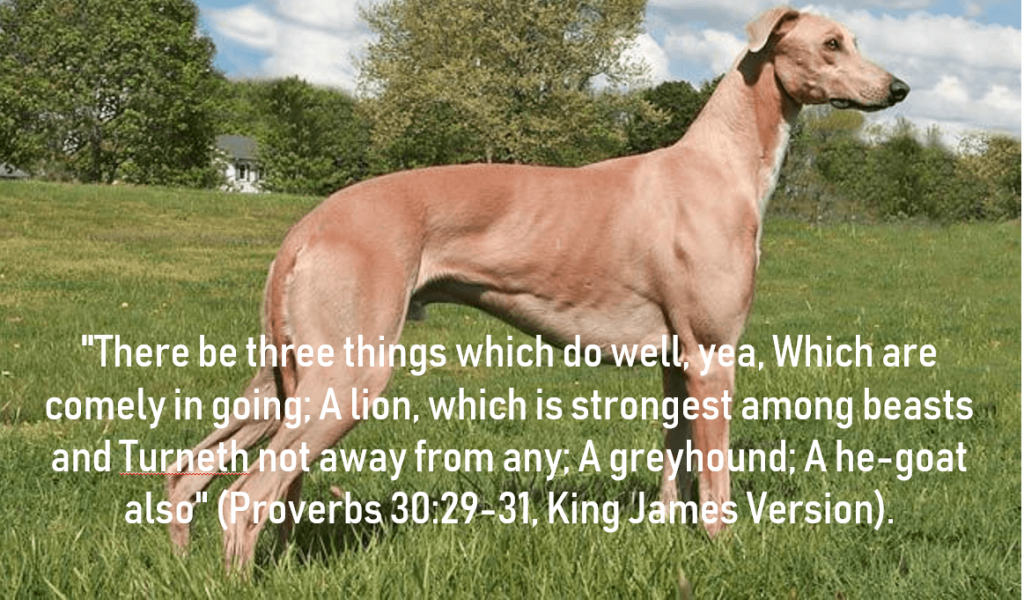 What is the Only Dog Breed Specifically Mentioned in the Bible? - Dog ...