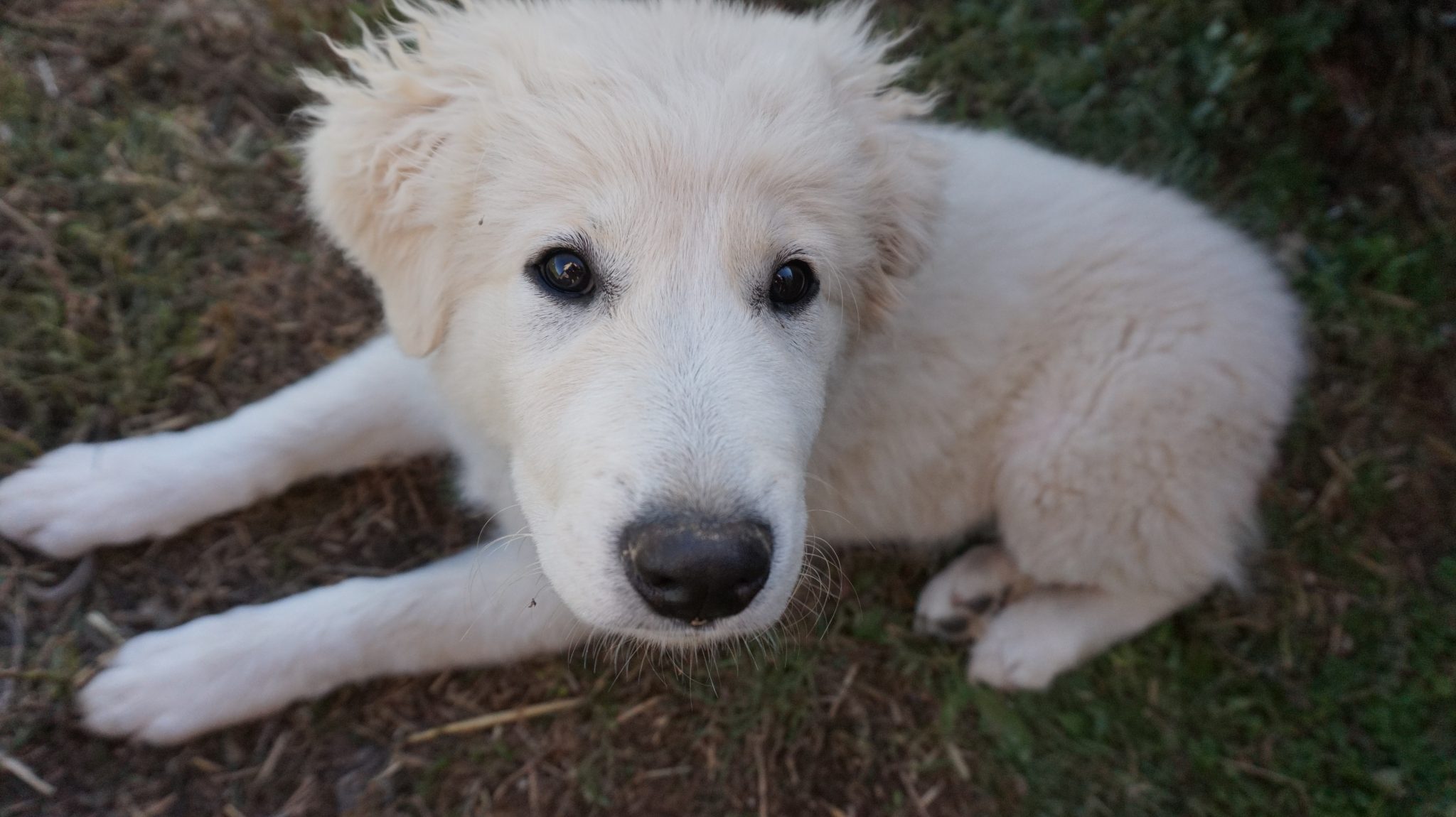 Are the Great Pyrenees Good with Cats? - Dog Fiesta Online